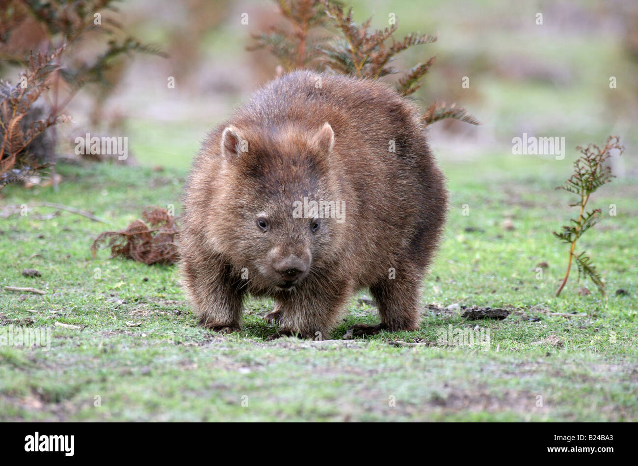 common wombat, vombatus ursinus single adult grazing Stock Photo - Alamy