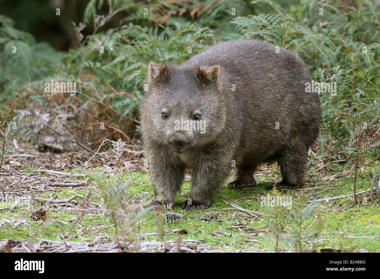 common wombat, vombatus ursinus Stock Photo - Alamy