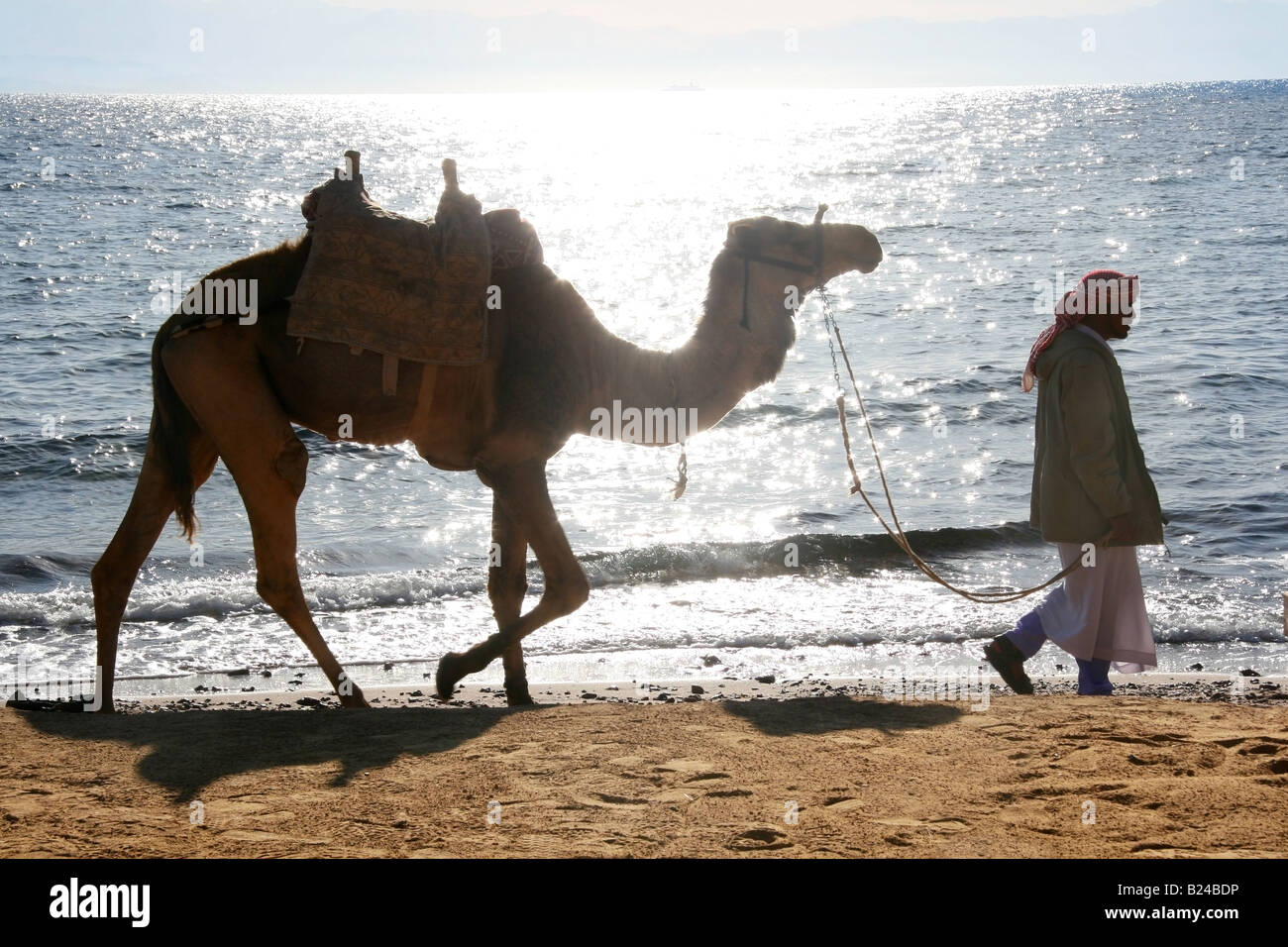 Camel sun hi-res stock photography and images - Alamy