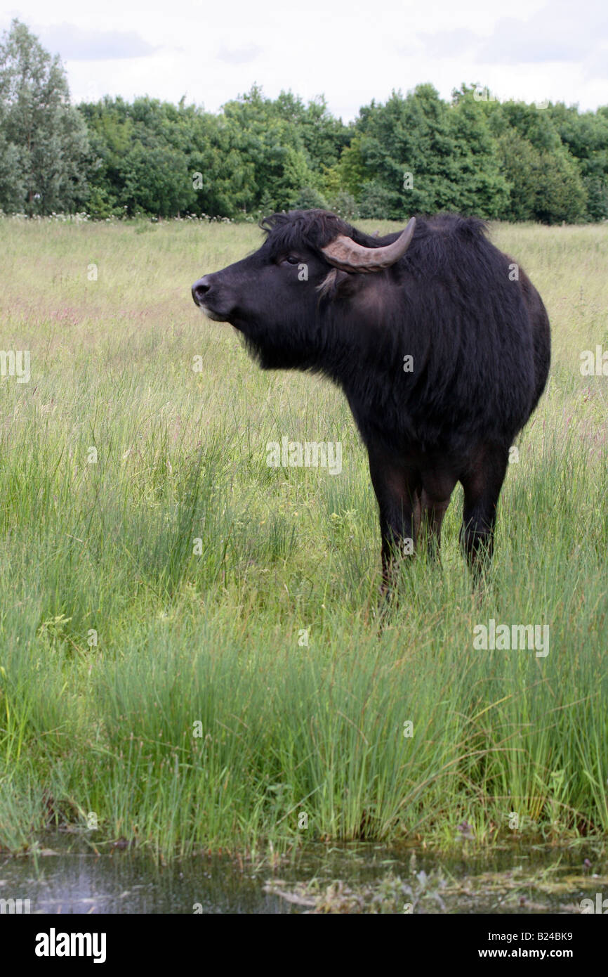 Bull Water Buffalo on Conservation Marsh Stock Photo - Alamy