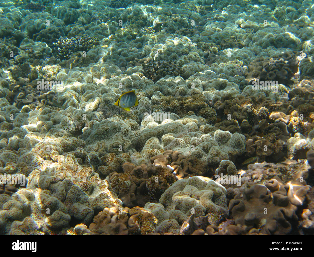 coral reef in Red sea Stock Photo - Alamy