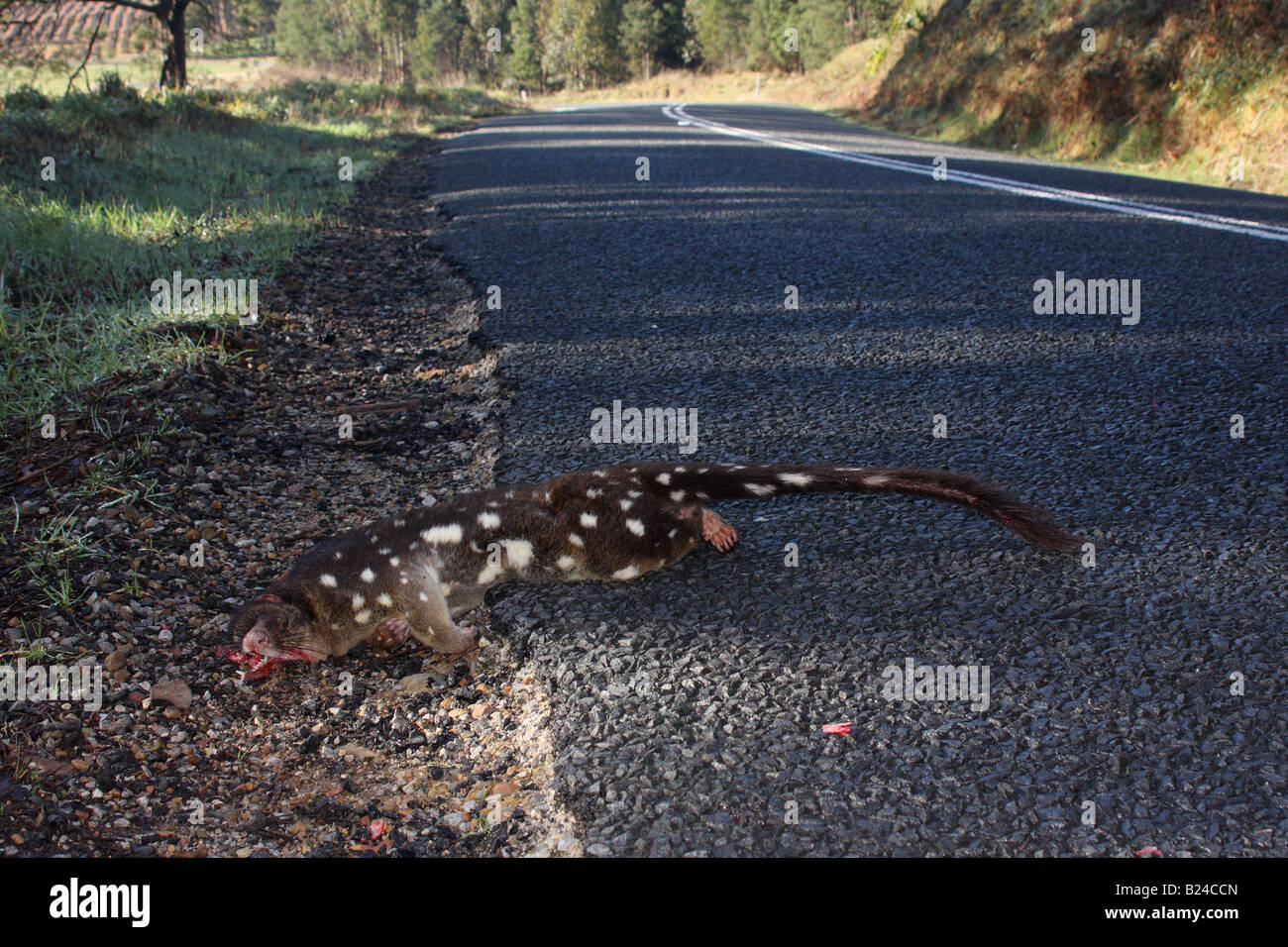 Dasyurus Quoll High Resolution Stock Photography and Images - Alamy
