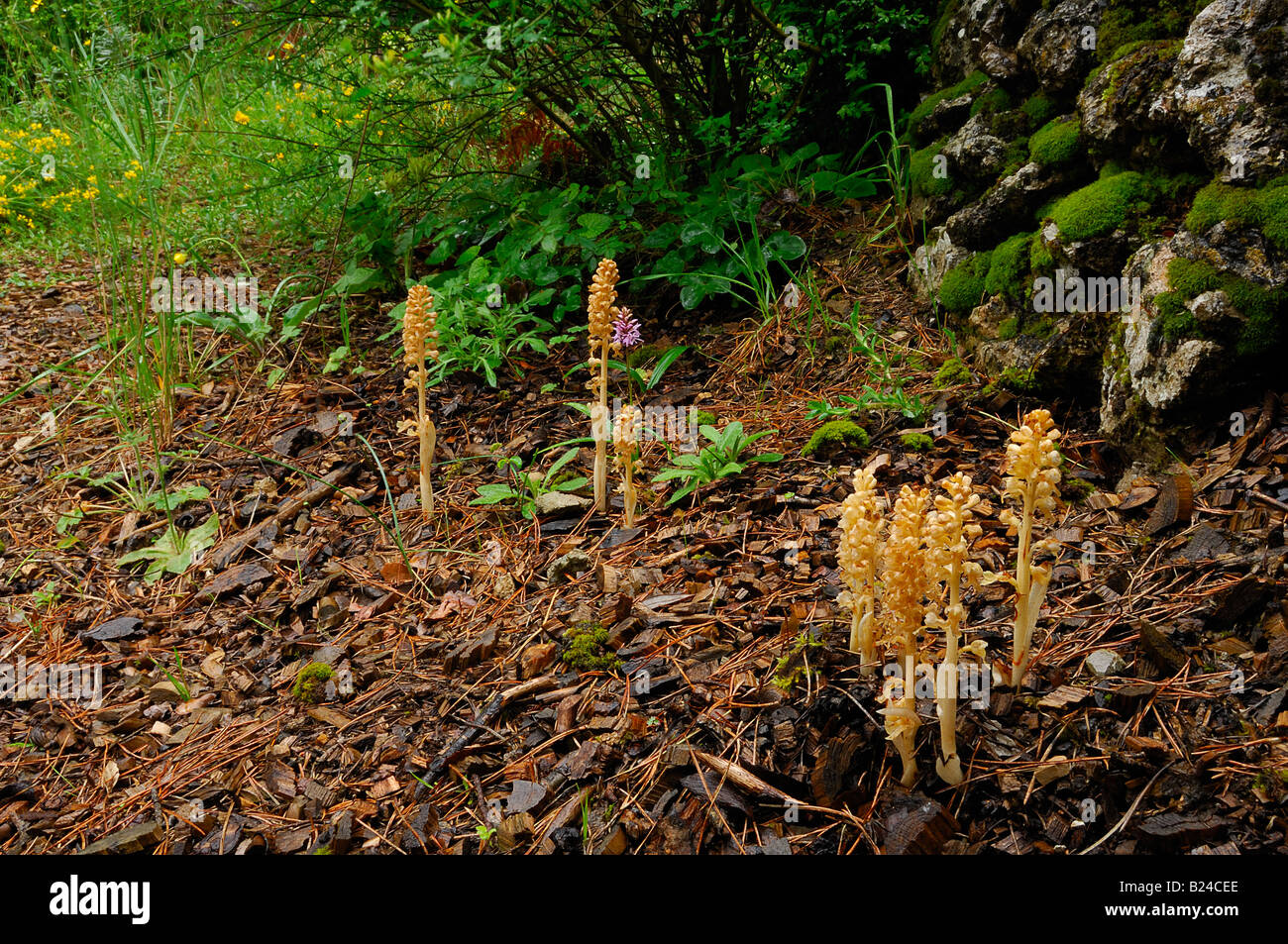 Neottia nidus-avis in “Els Ports” Nature reserve Stock Photo - Alamy