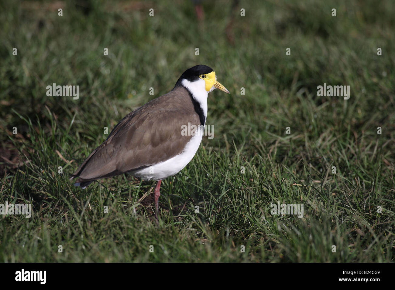 Masked lapwing or plover standing on grass Stock Photo - Alamy