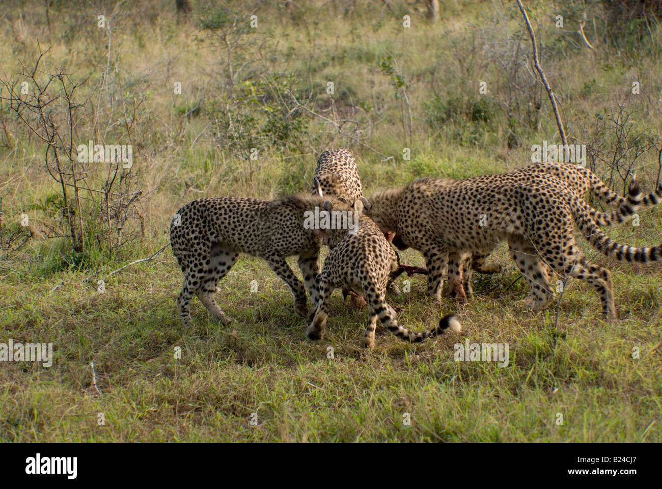 a scrum of cheetahs during a kill Stock Photo - Alamy