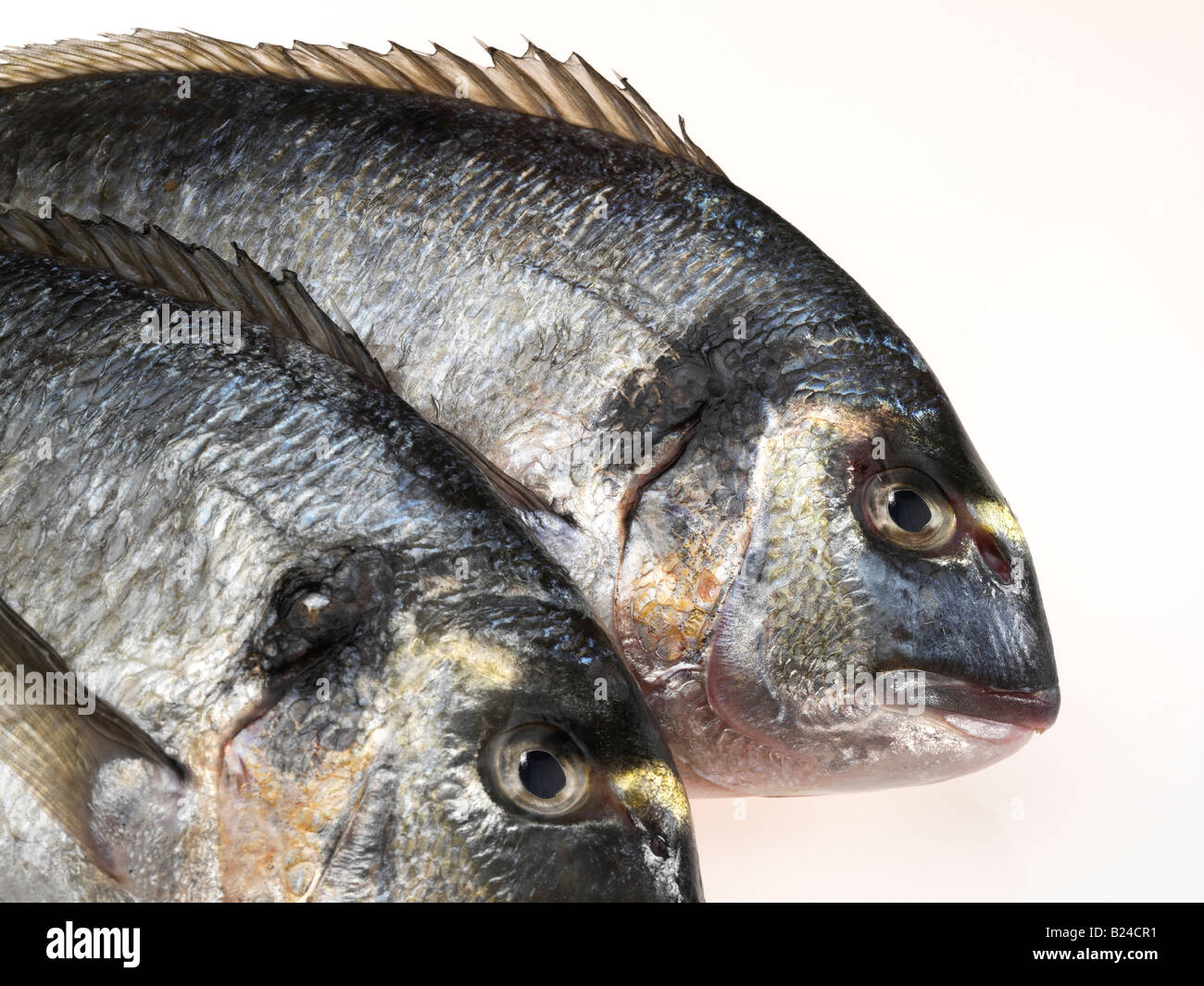 Royal Fish High Resolution Stock Photography and Images - Alamy
