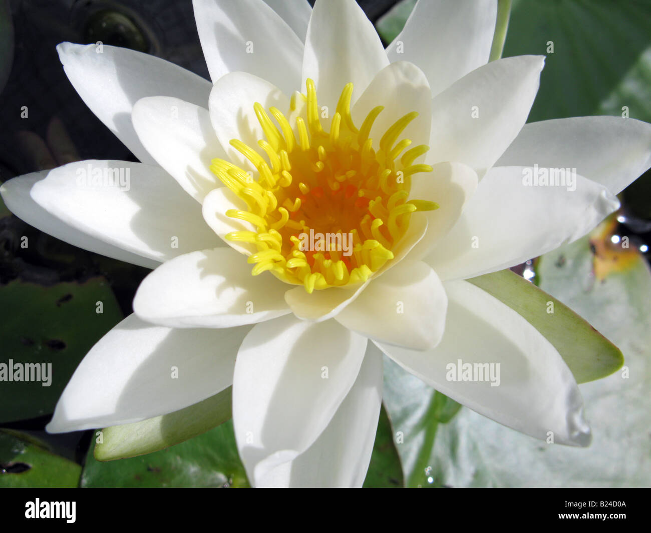 Aquatic nymphaeaceae hi-res stock photography and images - Alamy