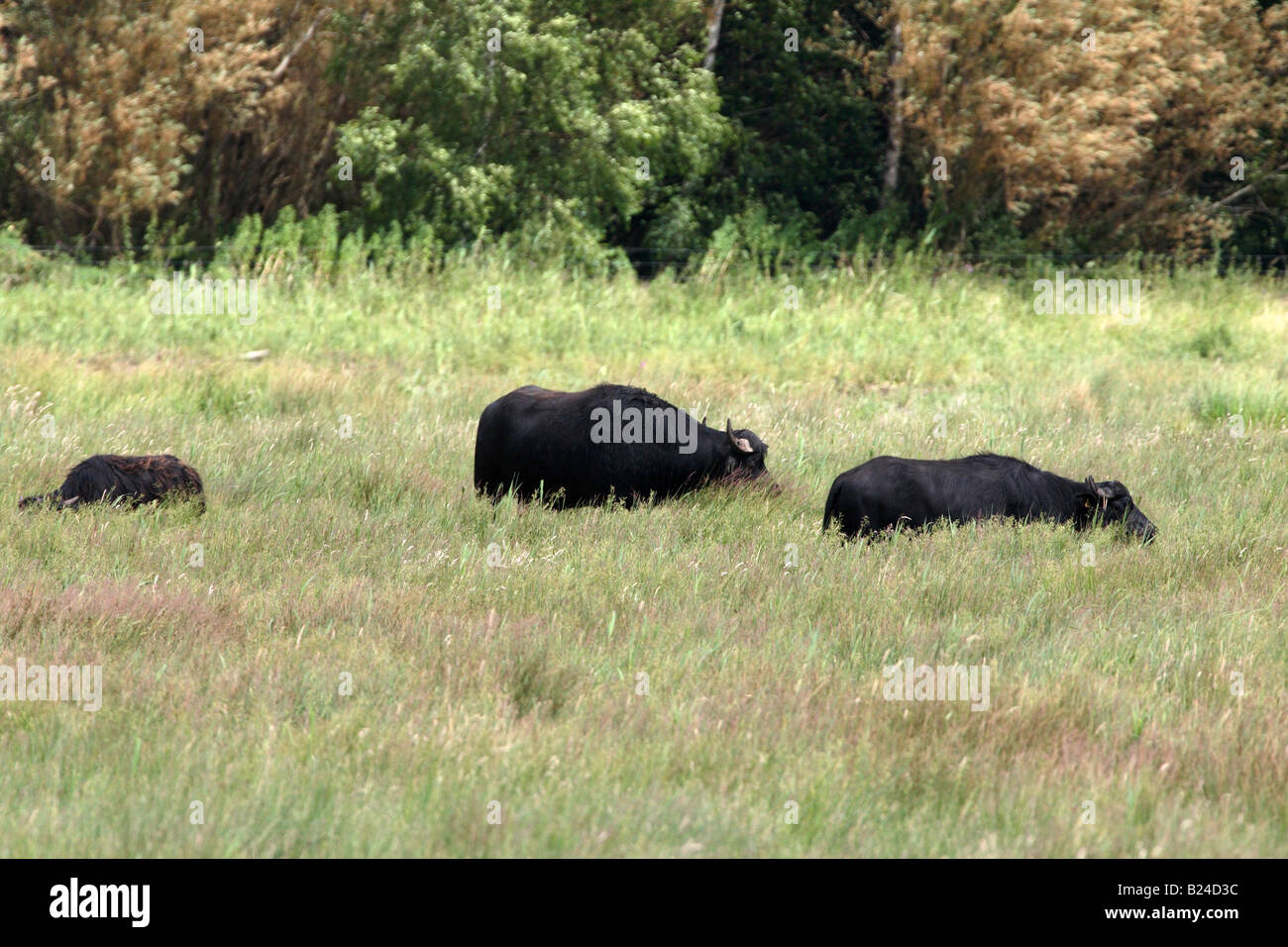 Water Buffalo grazing Conservation Marsh Stock Photo - Alamy