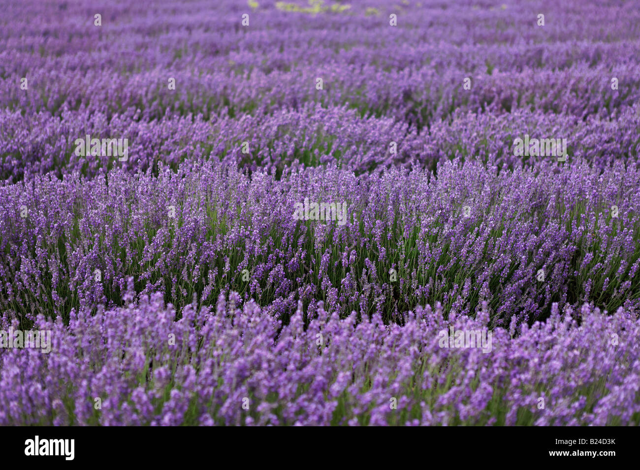 Lavendar fields in Kent Stock Photo - Alamy