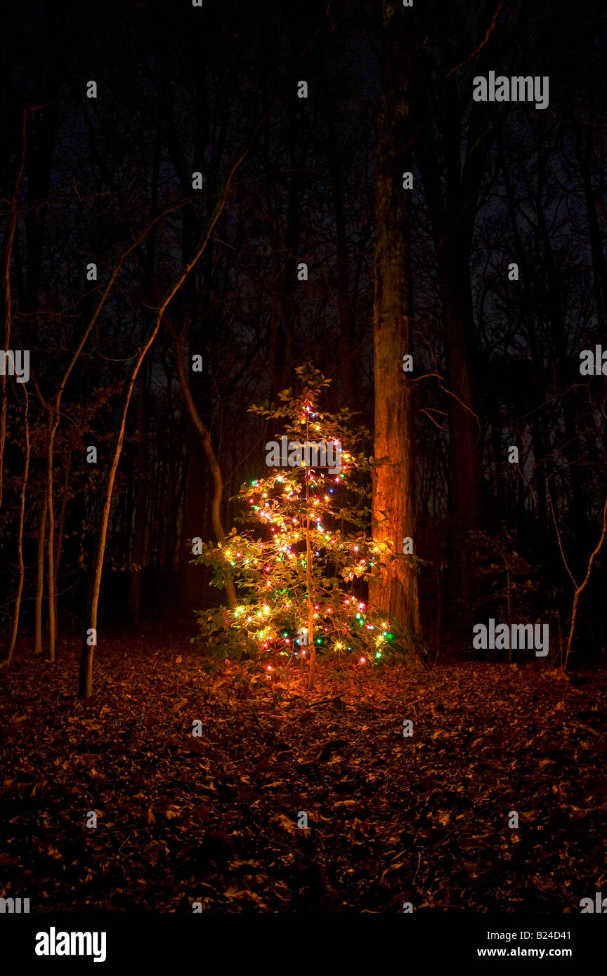 Outdoor Christmas tree and lights in a rural wooded area Stock Photo ...