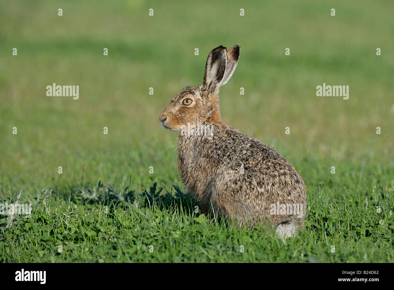 English hare in field hi-res stock photography and images - Alamy