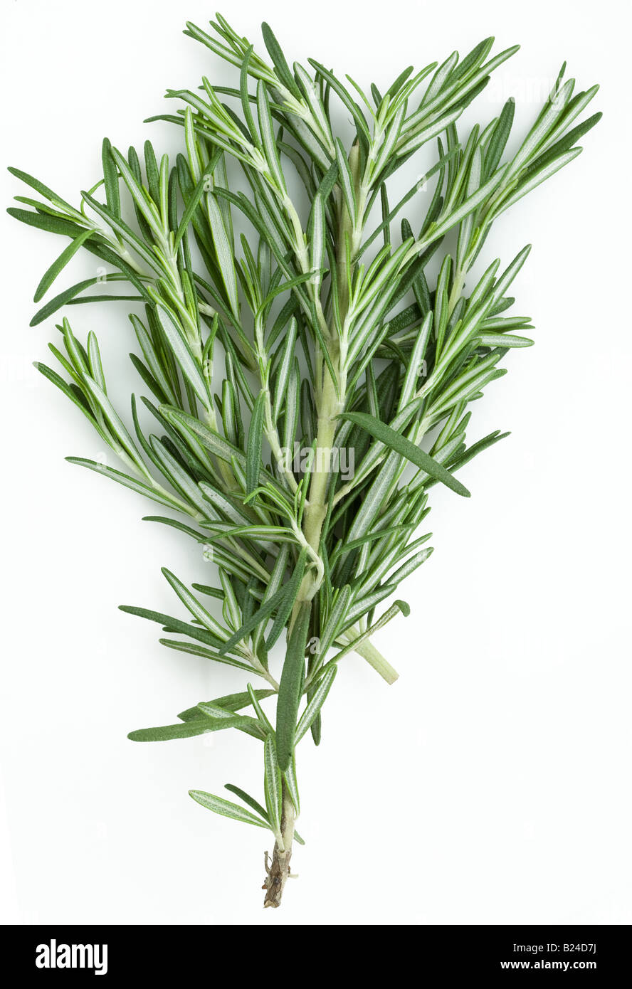 Rosemary plant hi-res stock photography and images - Alamy