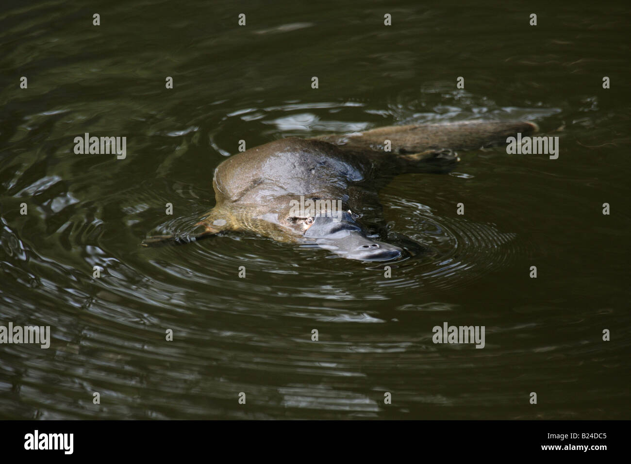 Platypus ornithorhynchus anatinus swimming hi-res stock photography and ...