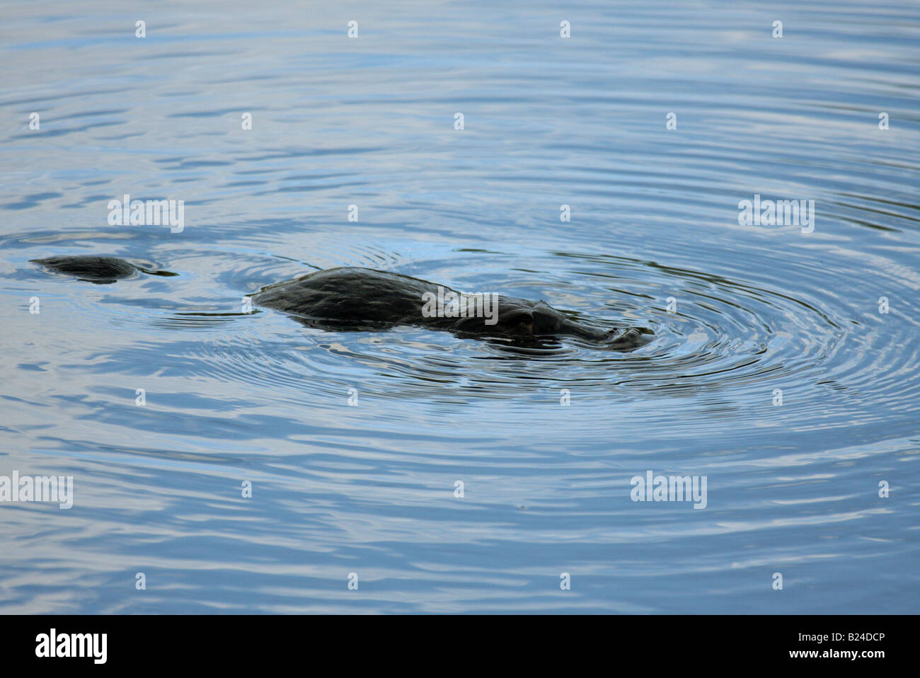 Platypus ornithorhynchus anatinus swimming hi-res stock photography and ...