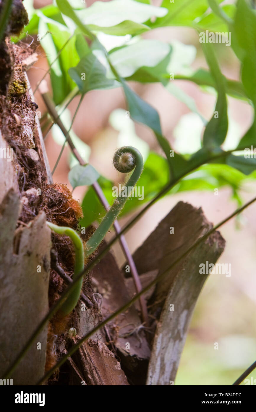 Rabbit's foot fern hi-res stock photography and images - Alamy