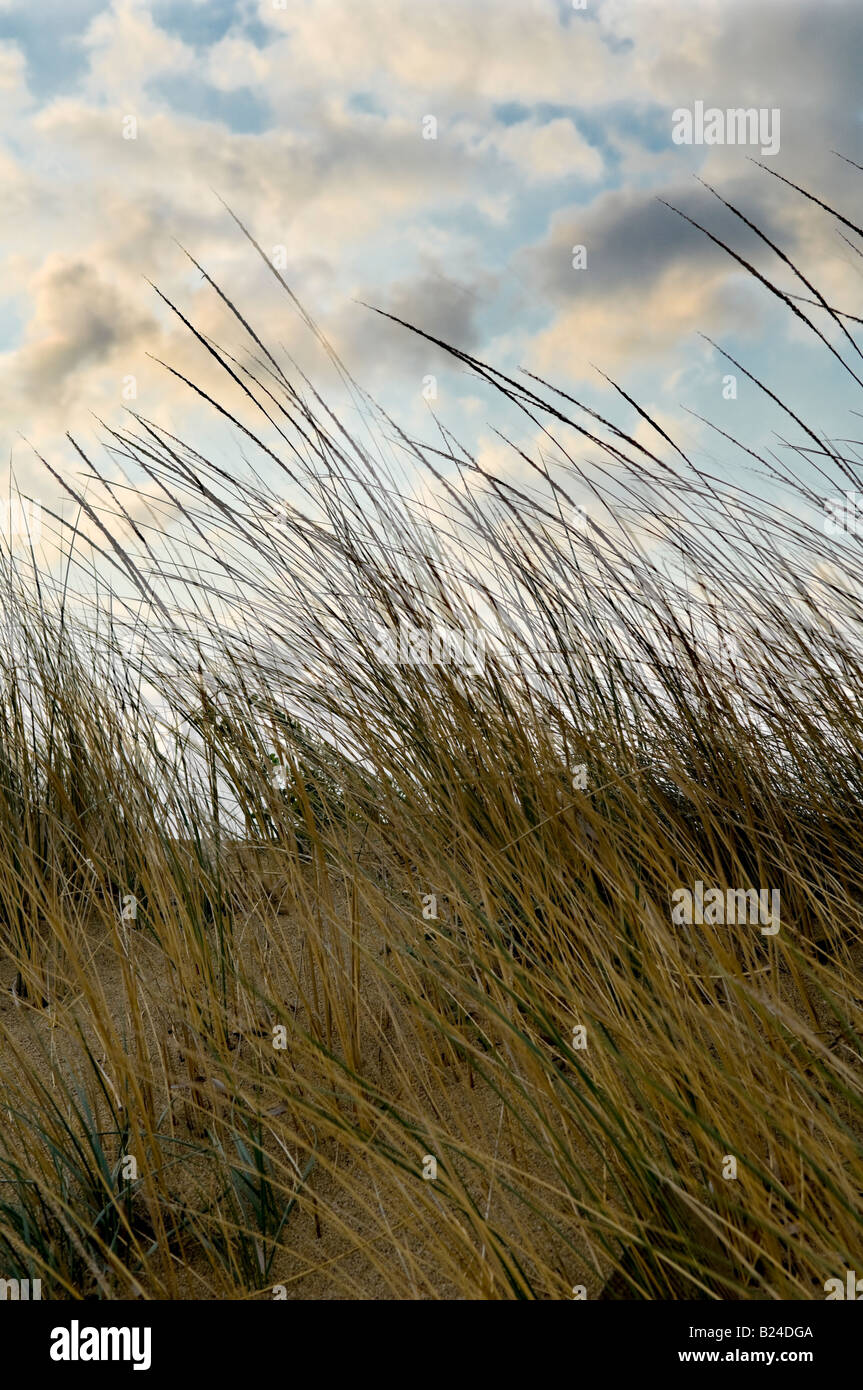 Long grass on sand dunes Stock Photo - Alamy