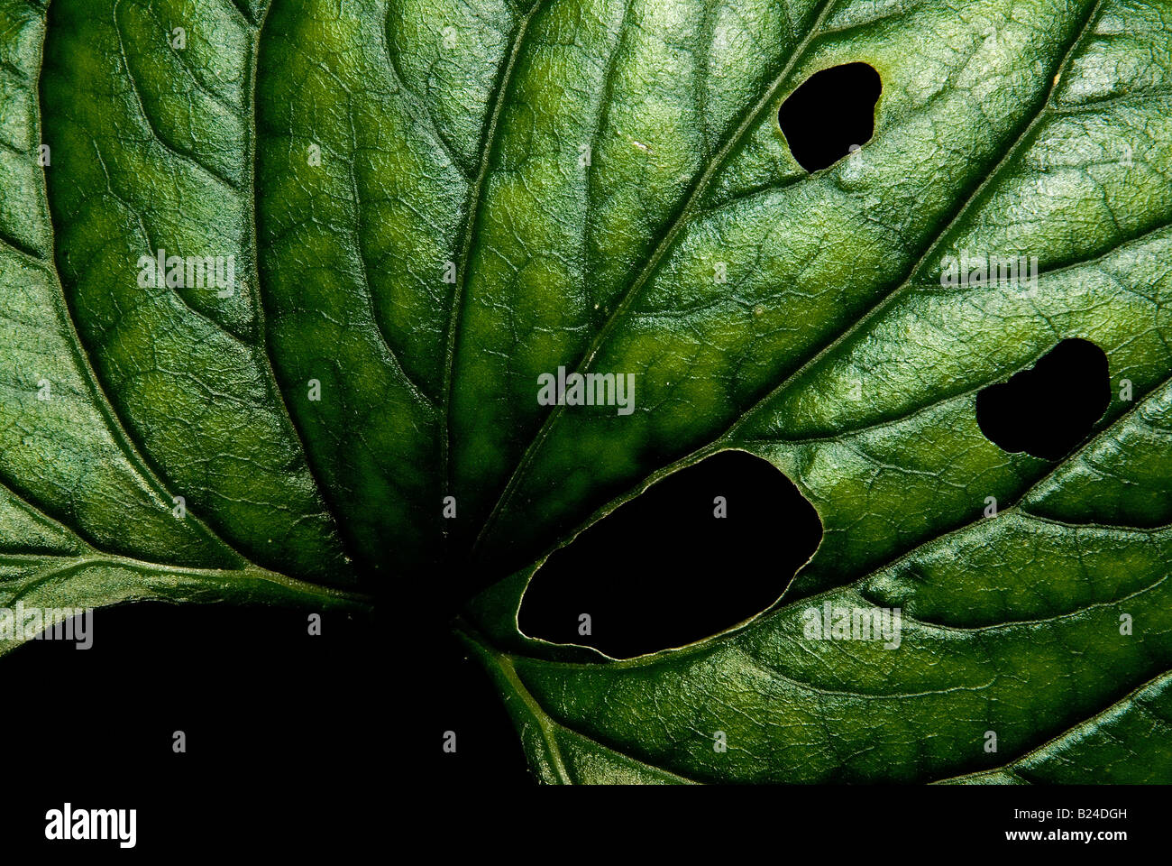 Human face shaped leaf Stock Photo - Alamy