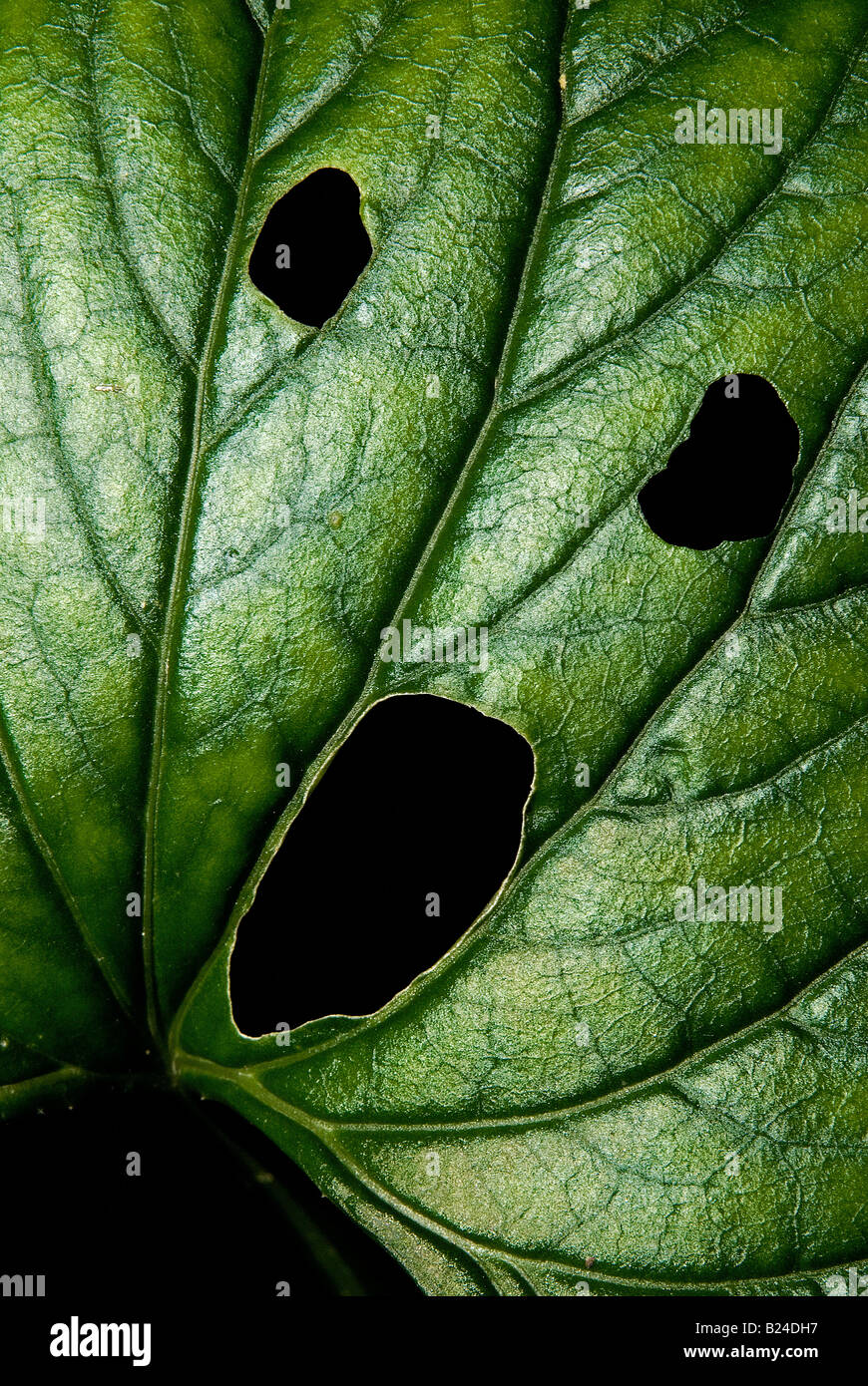Diseased leaf hi-res stock photography and images - Alamy