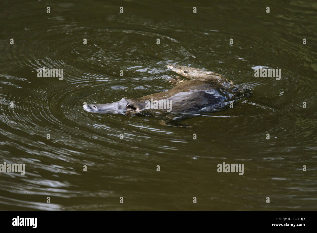 Ornithorhynchus anatinus swimming hi-res stock photography and images ...