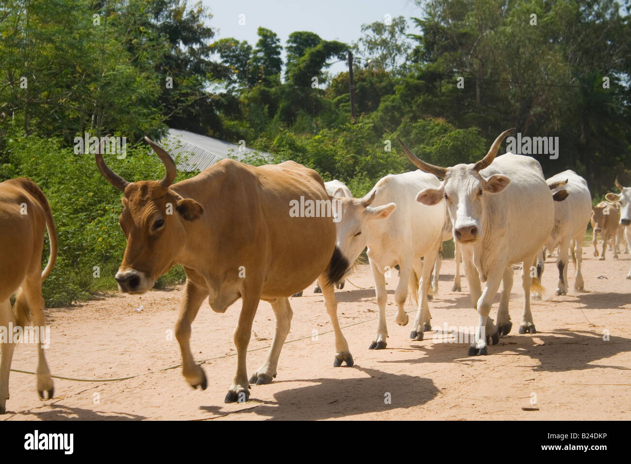 Cattle are hearded along a sandy road in Oussouye, the Casamance ...