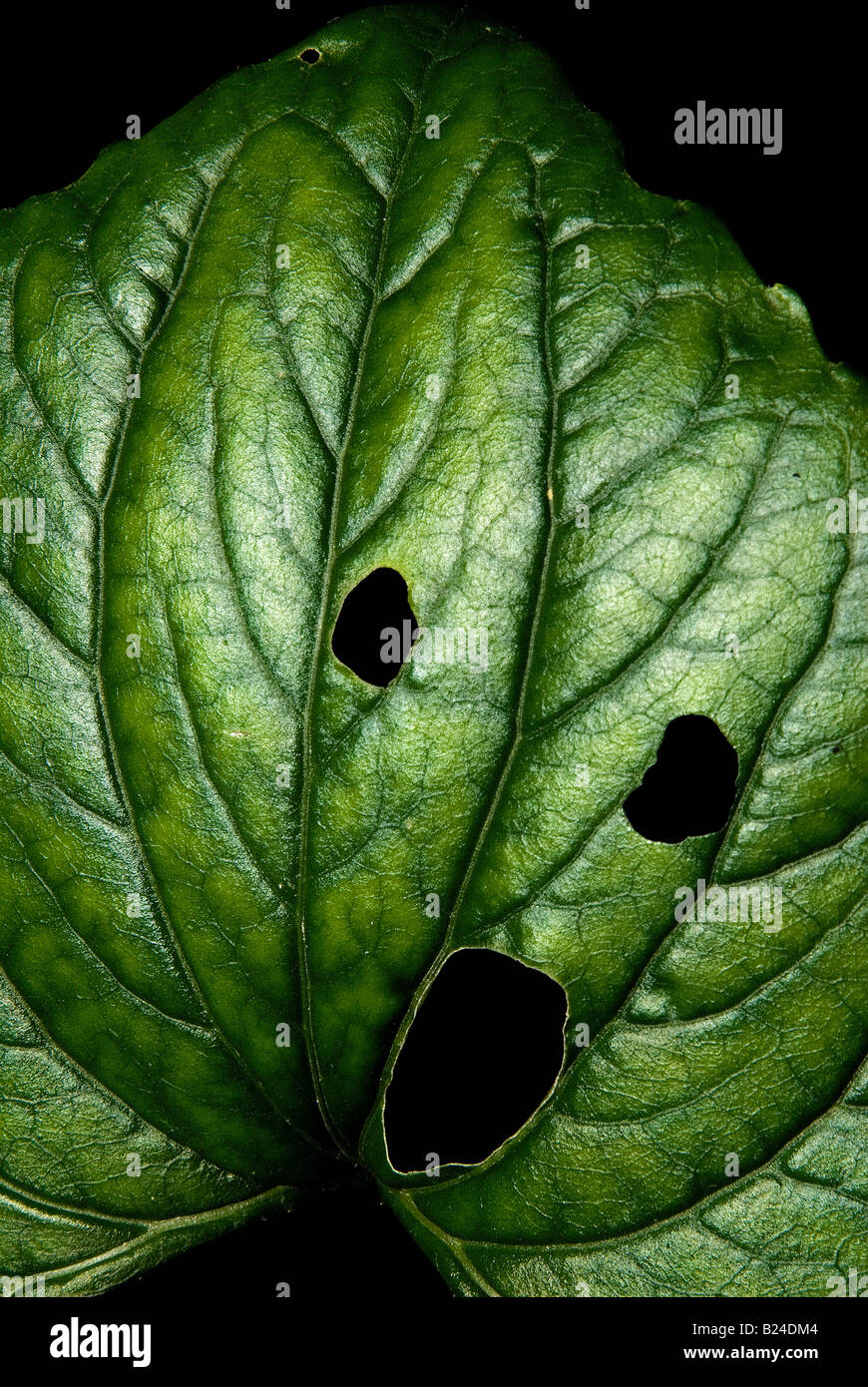Green leaf with human expression of wonder Stock Photo - Alamy