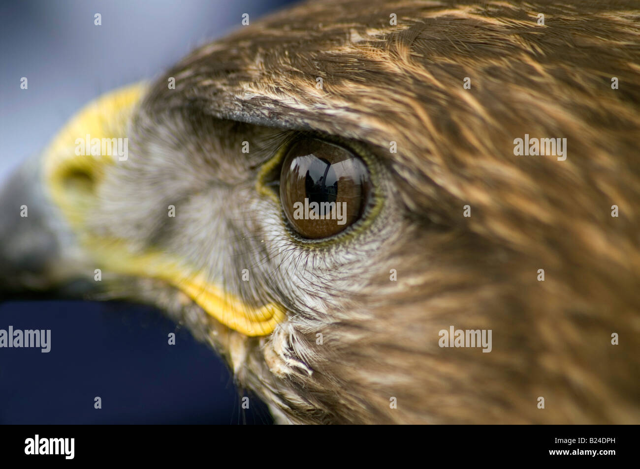 Close-up of head of buzzard Stock Photo - Alamy