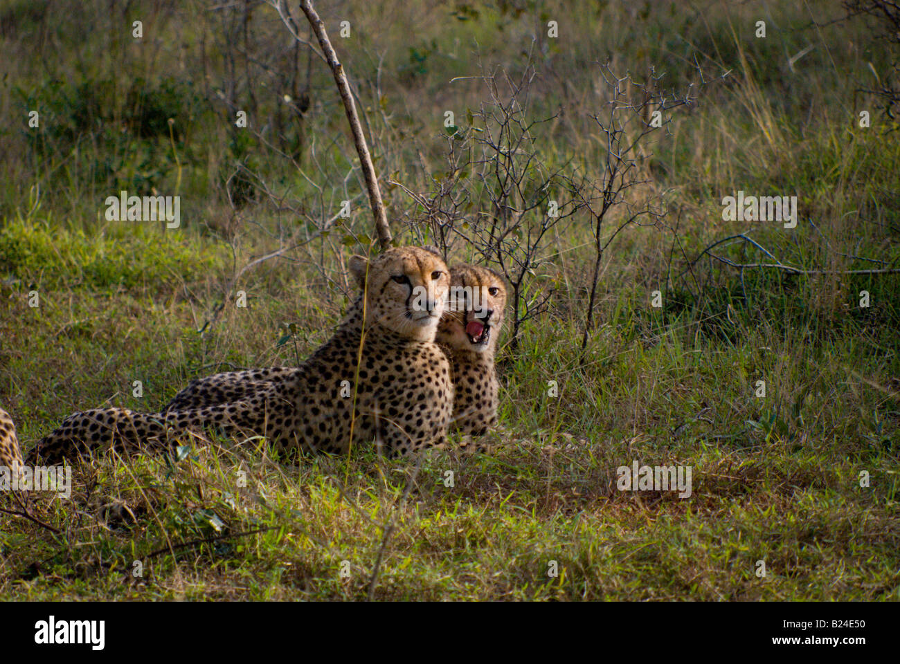 A mother cheetah and an adopted cub, just after a meal, in Phinda game ...