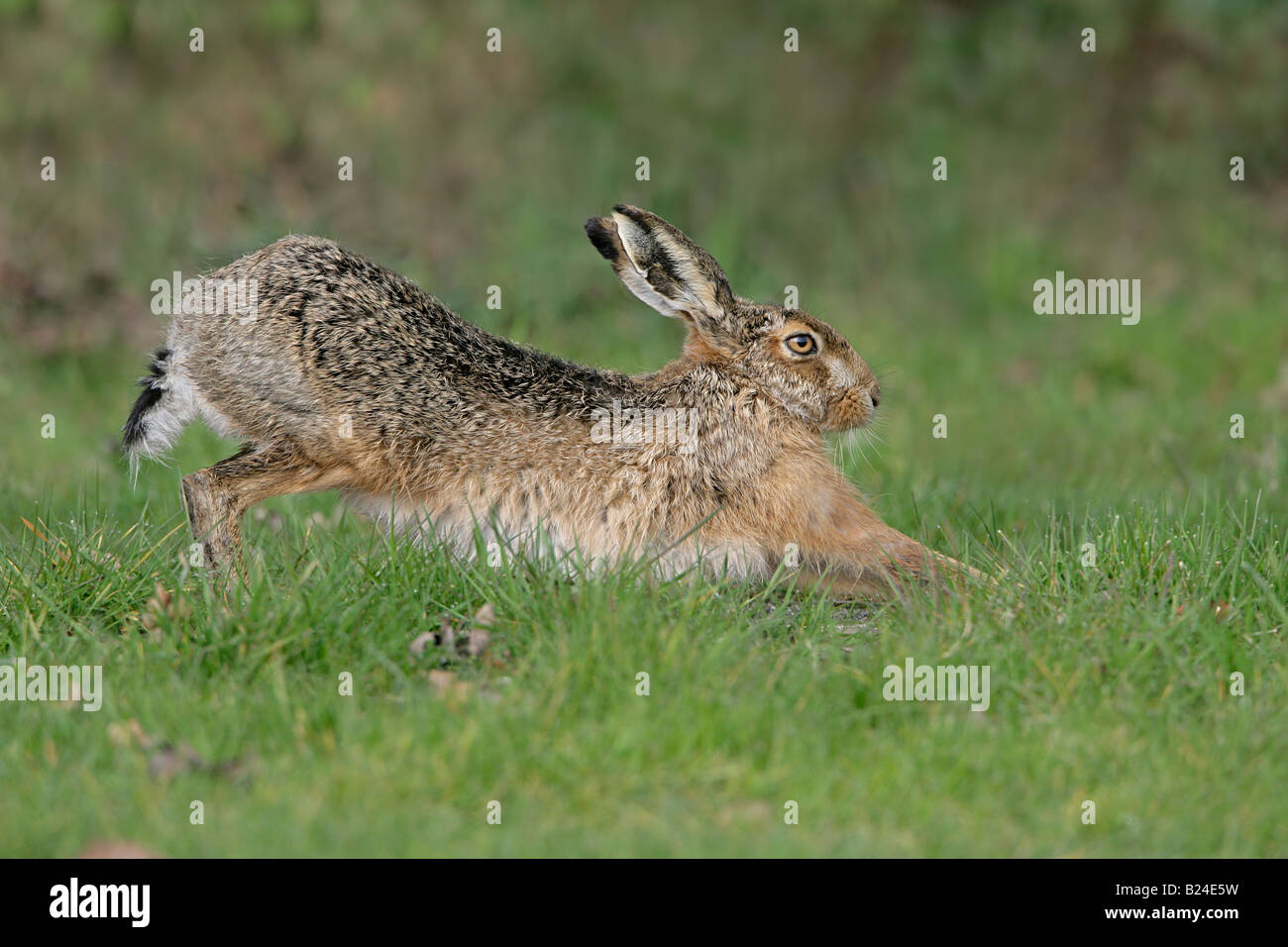 BROWN HARE Lepus capensis stretching Cheshire UK March Stock Photo - Alamy