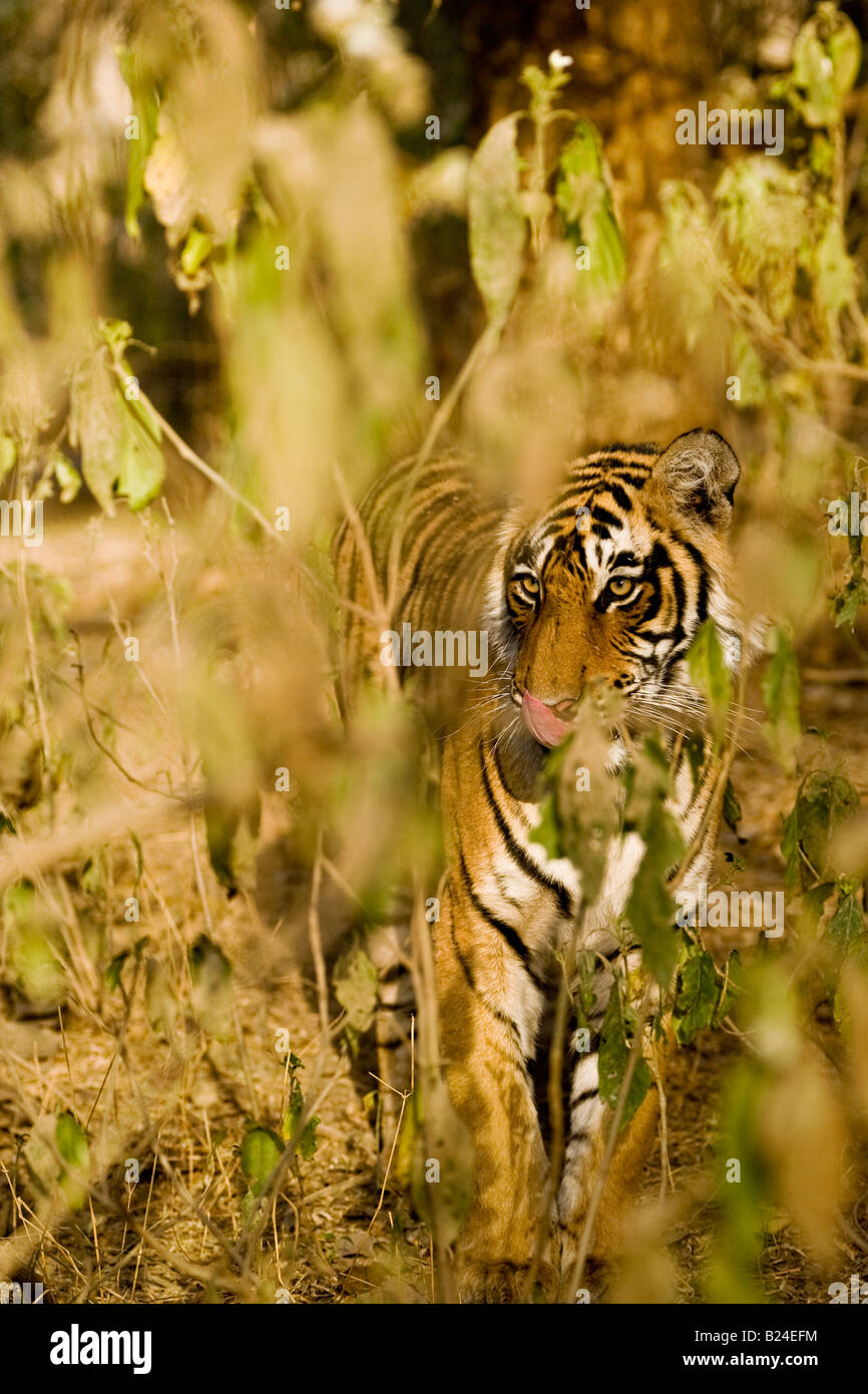 Tiger licking his face behind a bush in Ranthambore Stock Photo - Alamy