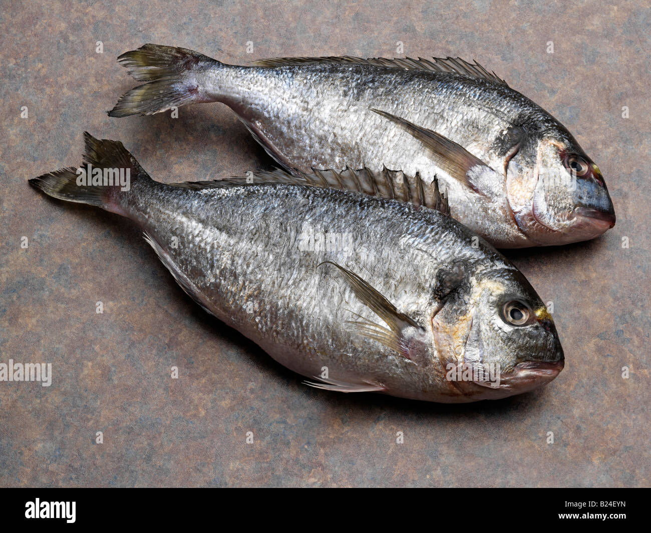 Royal fish hi-res stock photography and images - Alamy