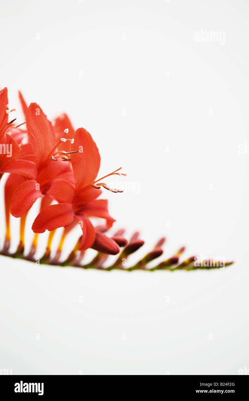 Crocosmia lucifer flower with shallow DOF on a white background Stock ...