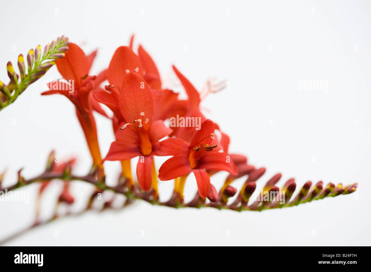 Crocosmia lucifer flower with shallow DOF on a white background Stock ...