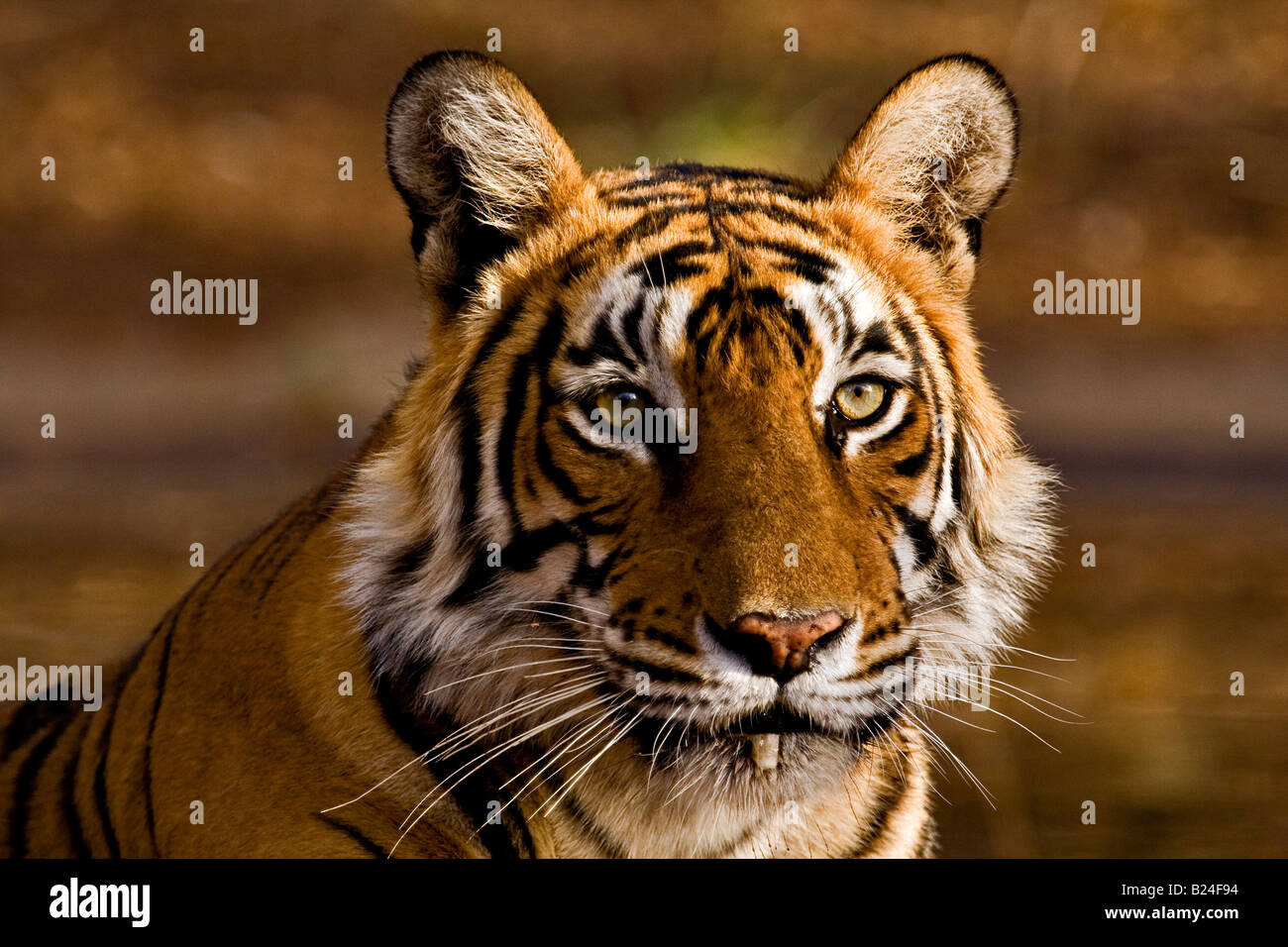 Tiger head hi-res stock photography and images - Alamy