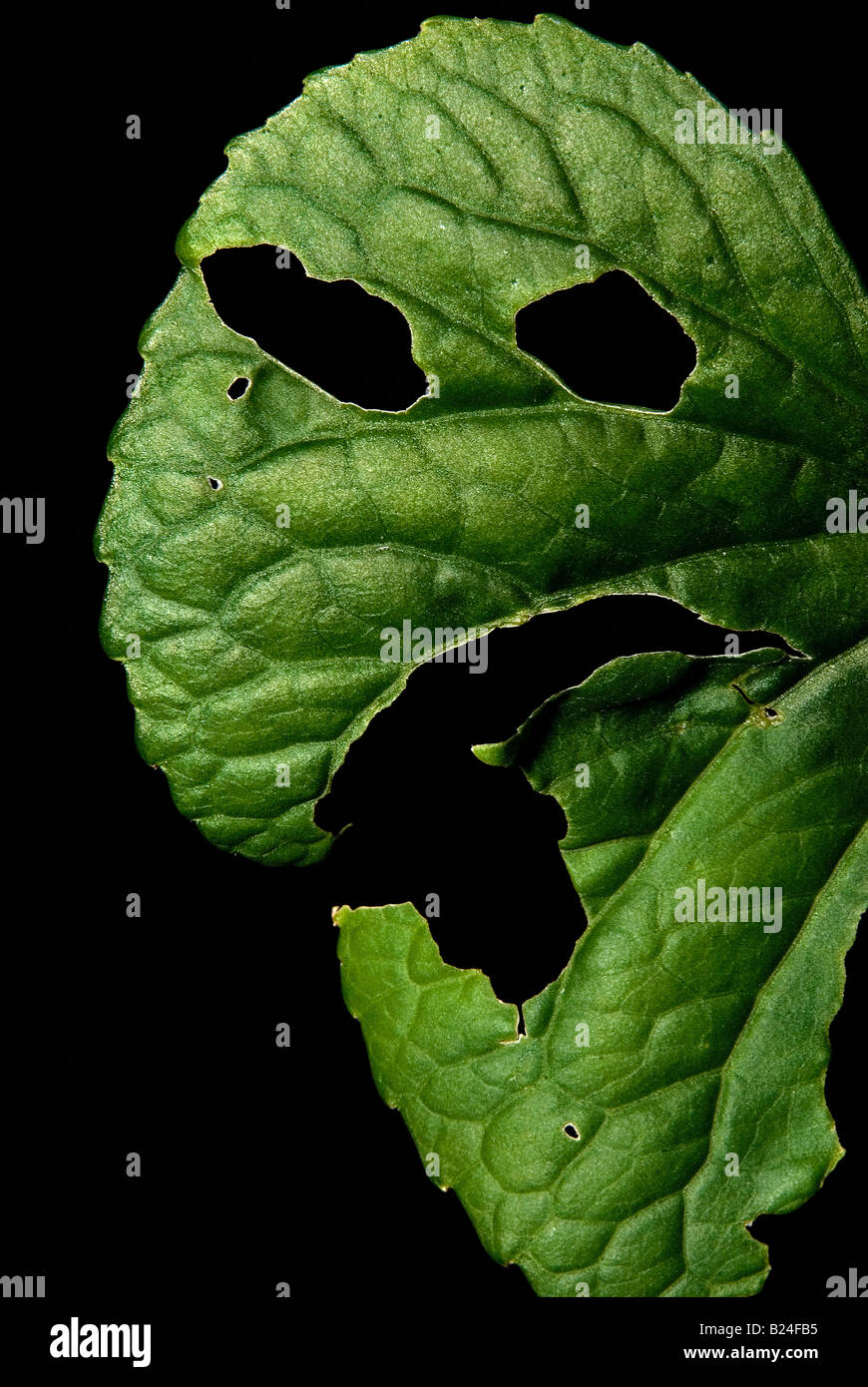 Genetic mutation plant hi-res stock photography and images - Alamy