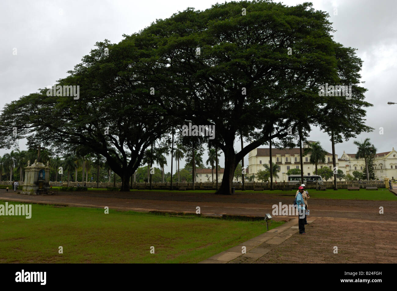 Large Tree, Goa- India Stock Photo - Alamy