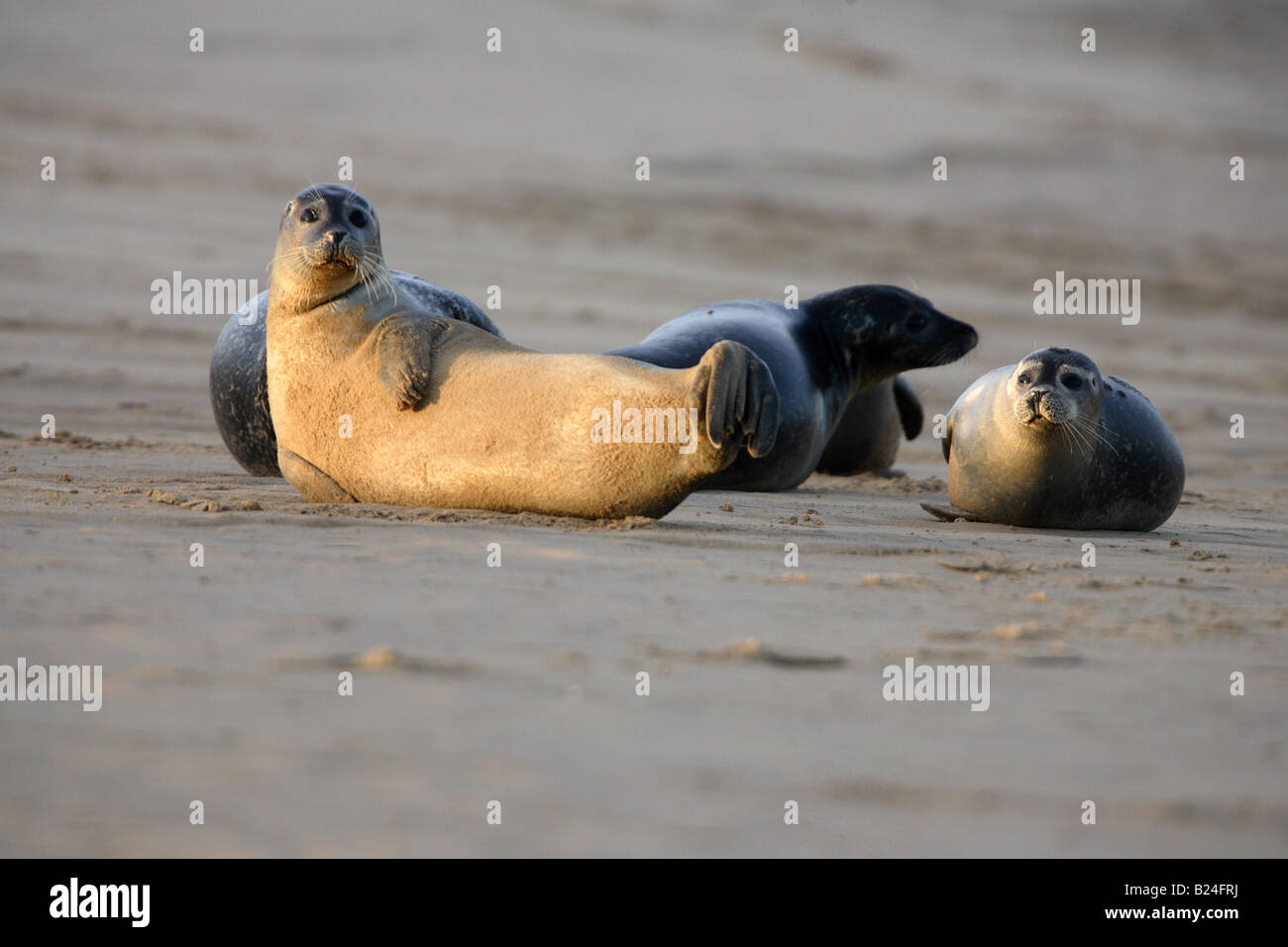 Alert Common Seals Stock Photo - Alamy