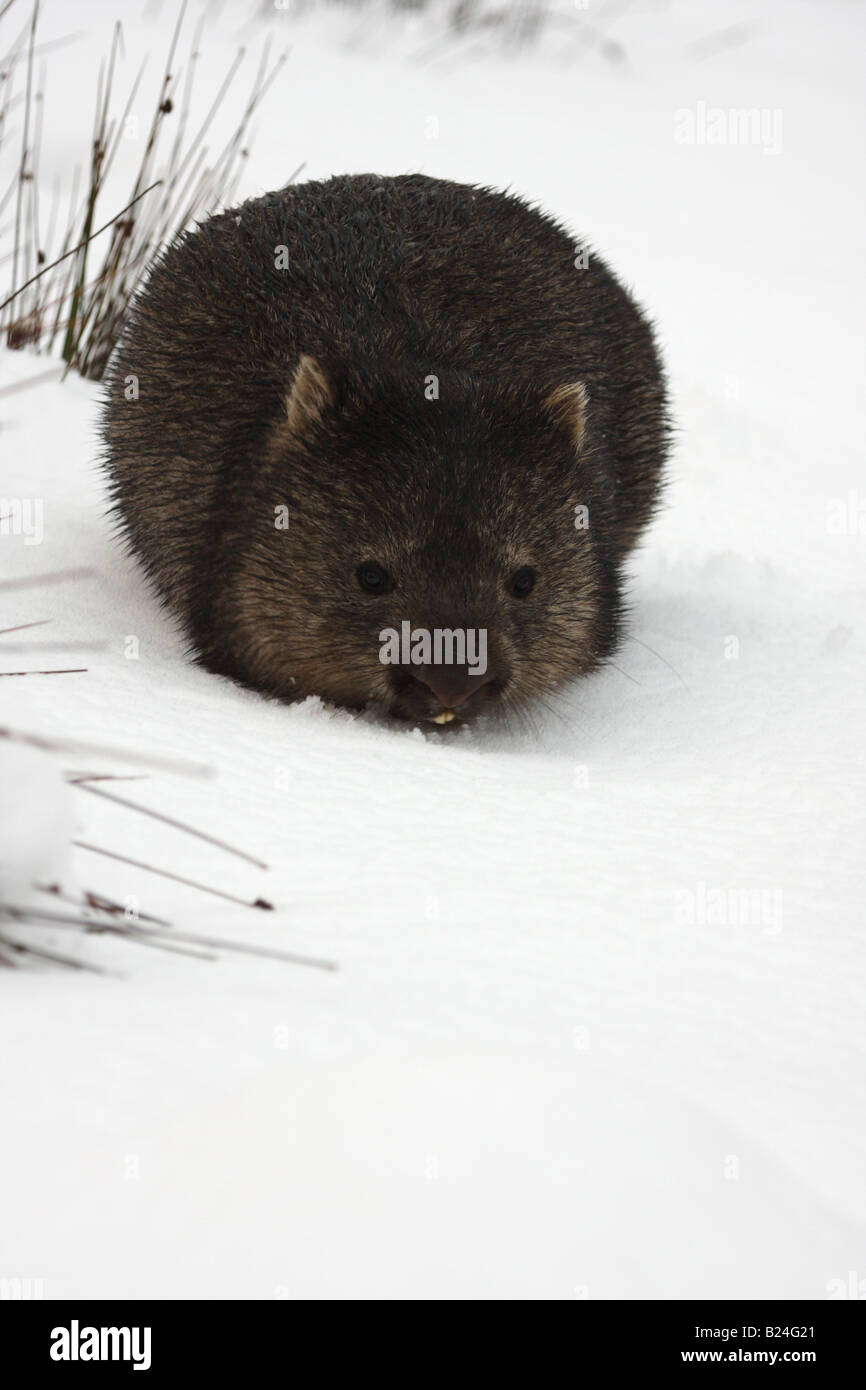 common wombat, vombatus ursinus single adult in snow Stock Photo - Alamy
