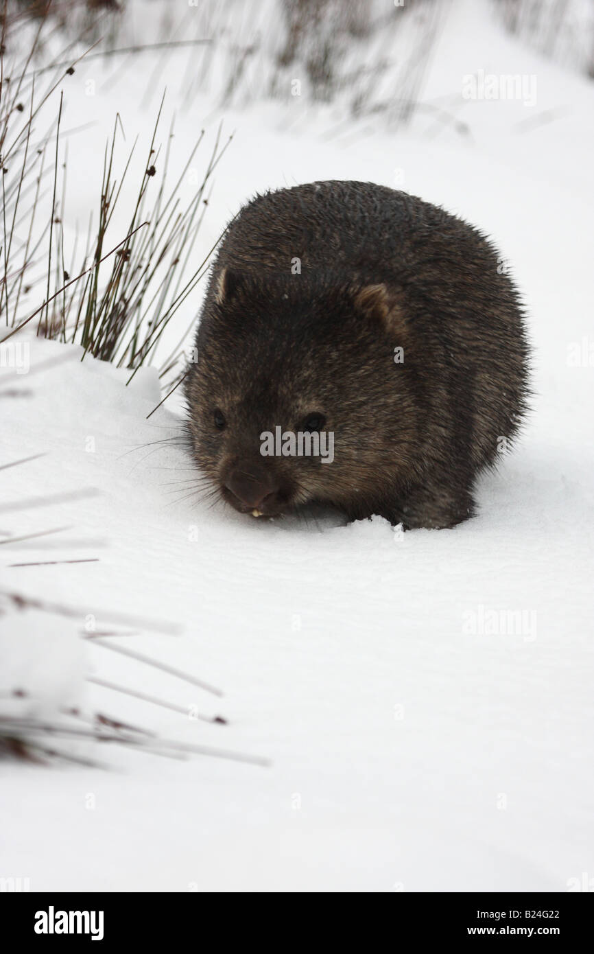 common wombat, vombatus ursinus single adult in snow Stock Photo - Alamy