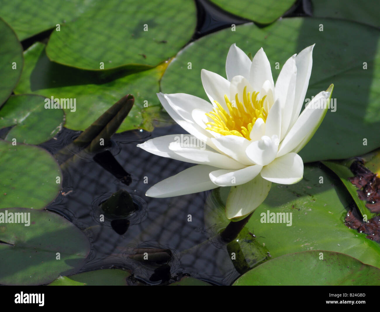 Water Lilly Nymphaeaceae Stock Photo - Alamy
