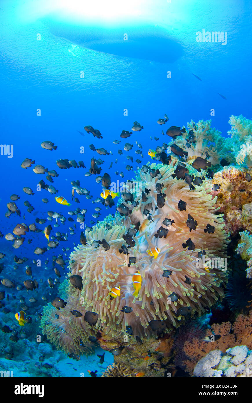 Various sea fish anemone in hi-res stock photography and images - Alamy