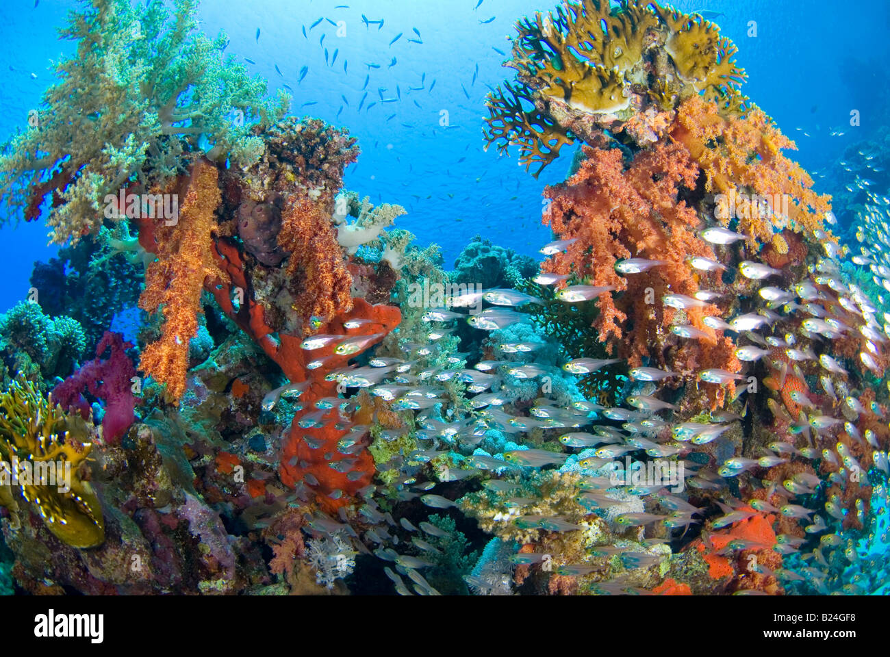 Coral reef in Ras Mohammed national park, Egypt Stock Photo - Alamy