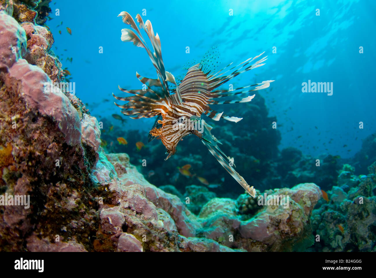 Common lionfish looking at himself in dome port reflection Stock Photo ...