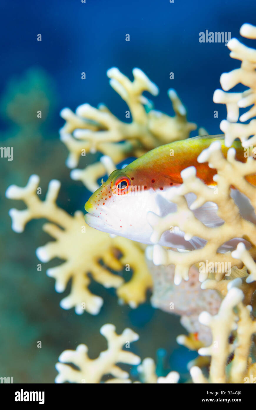 blackside hawkfish Paracirrhites forsteri, Red Sea, Egypt Stock Photo ...
