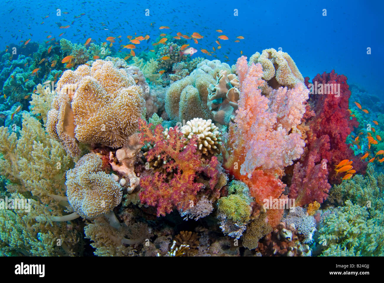 Rich soft coral patch to be home for many organism and fish Stock Photo ...