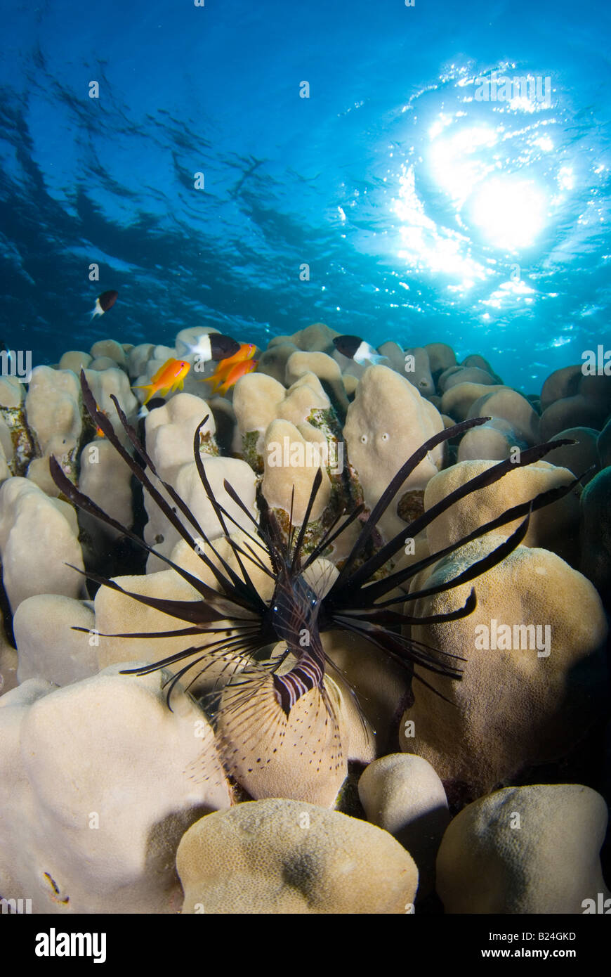 Exotic juvenile fish hi-res stock photography and images - Alamy