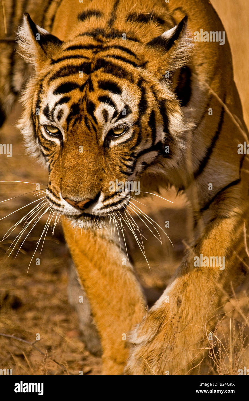 Indian tiger walking hi-res stock photography and images - Alamy