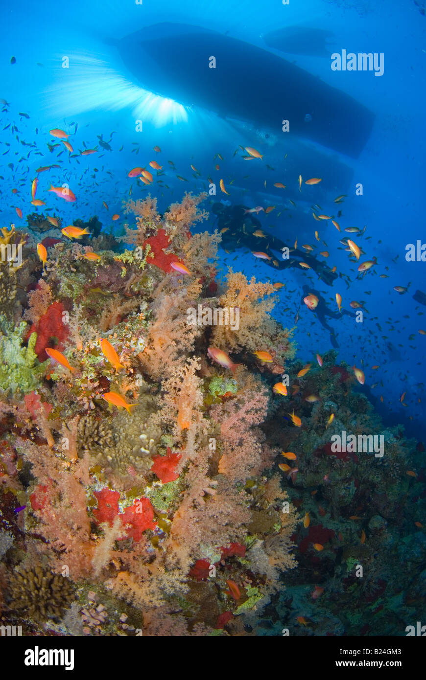 Scubadiver swimming over rich coral reef in Red Sea Stock Photo - Alamy