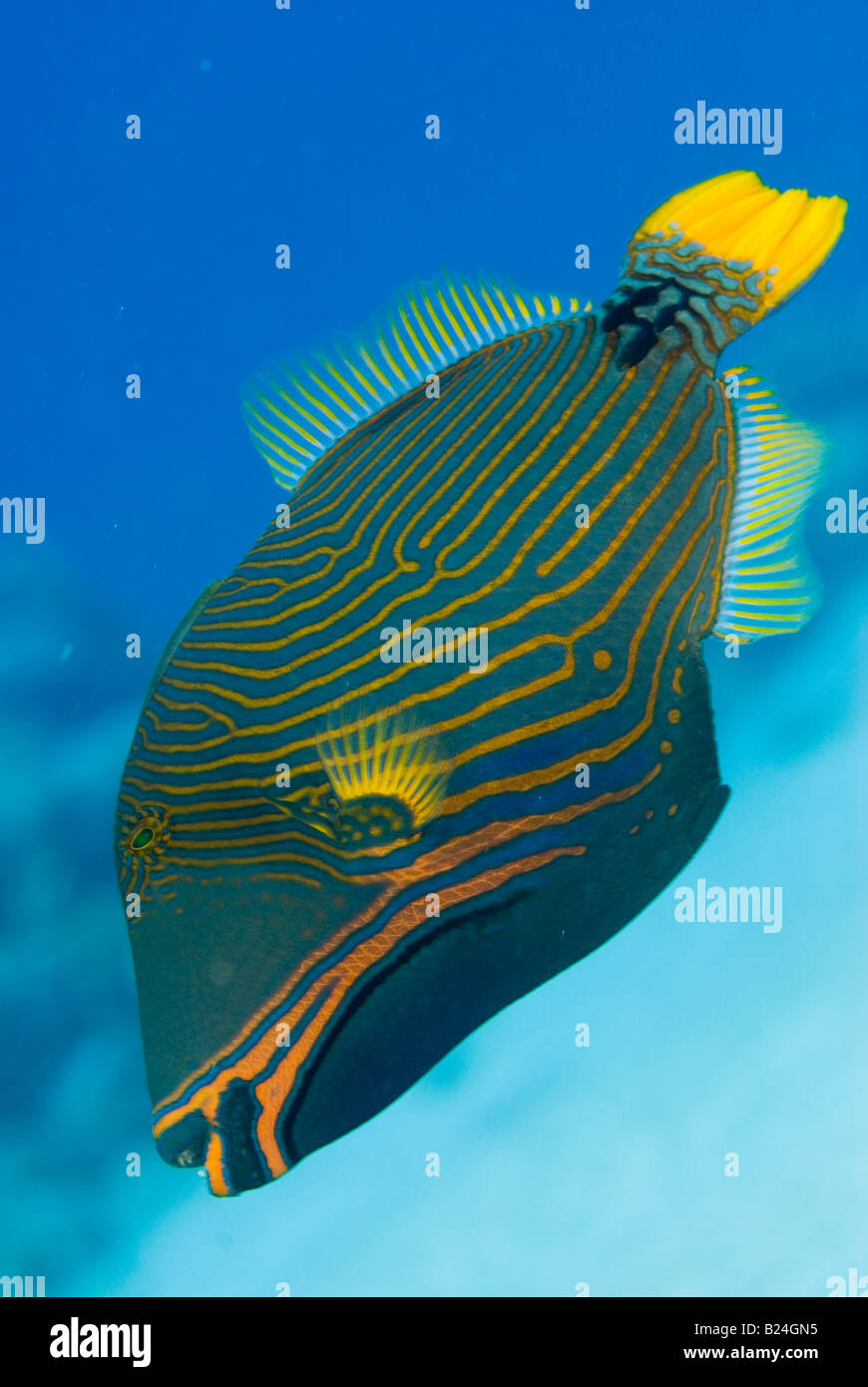 Trigger fish in Red Sea Stock Photo - Alamy