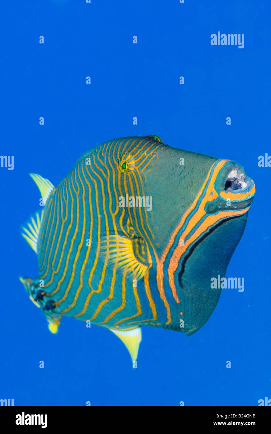 Trigger fish in Red Sea Stock Photo - Alamy