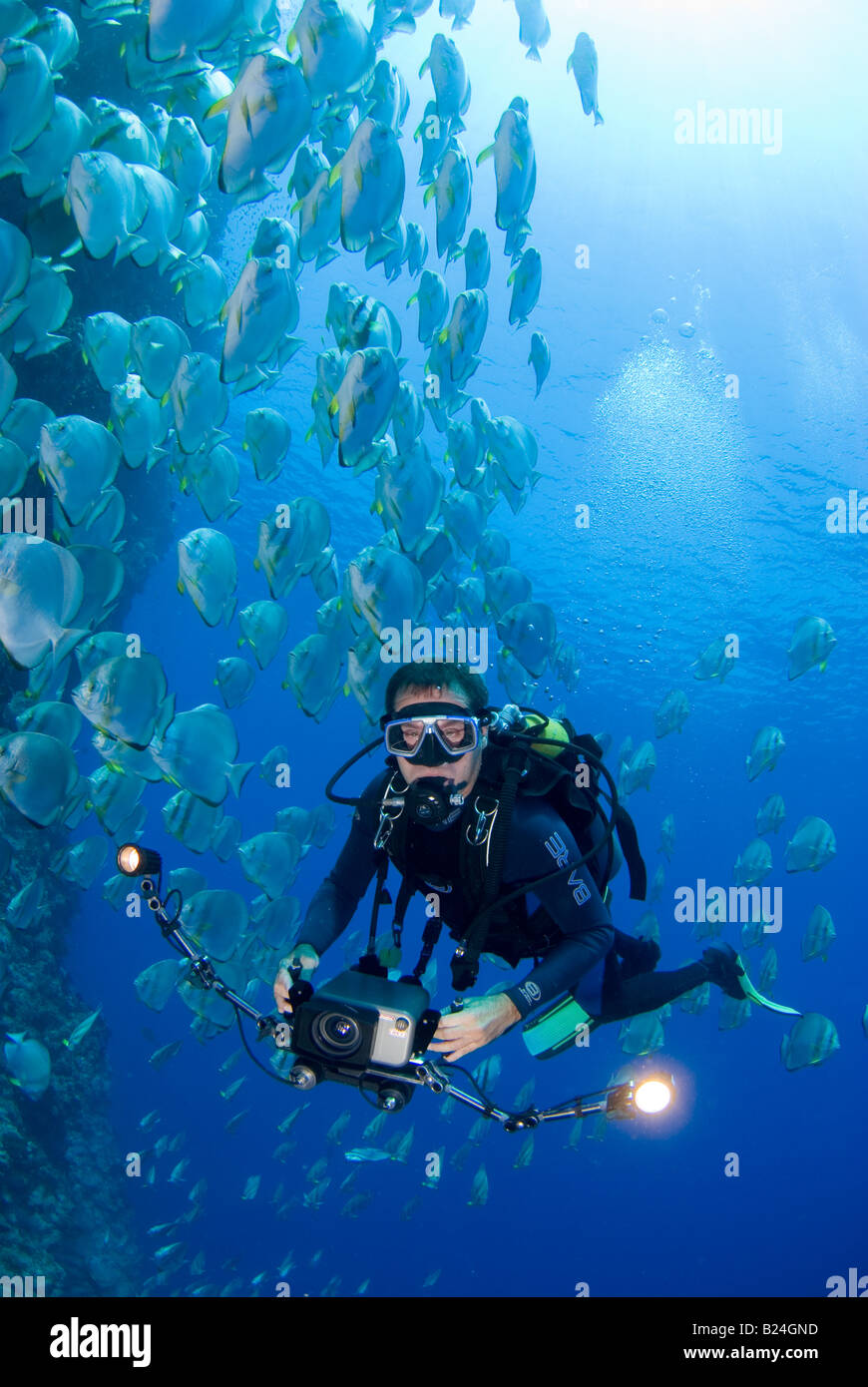 Red snapper fish swimming hi-res stock photography and images - Alamy